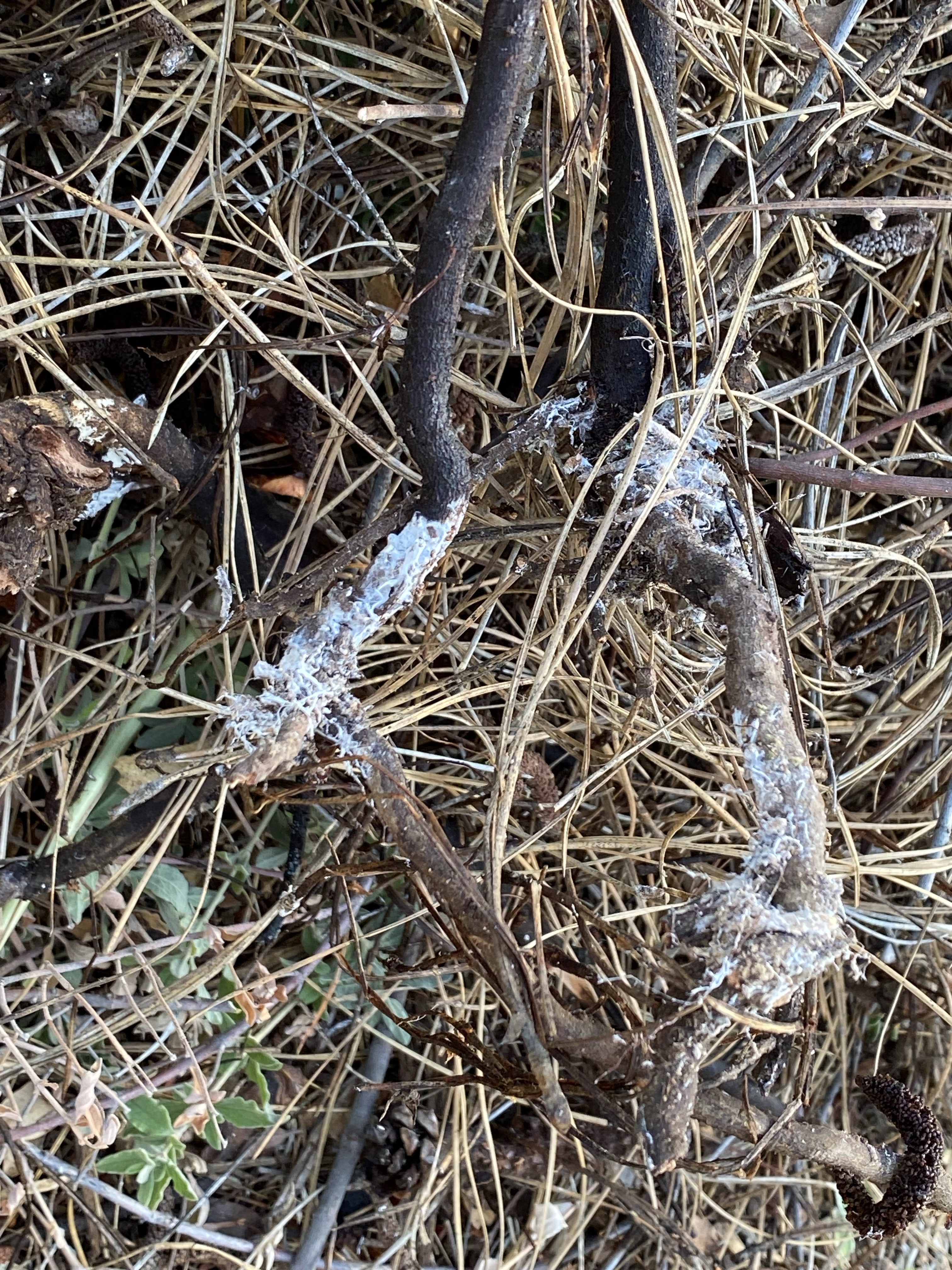 Oak Root Fungus – In the Garden Around the World